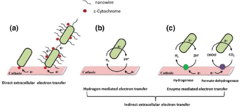 Engineering Bioelectric Bacteria to Produce Renewable Energy - Market ...