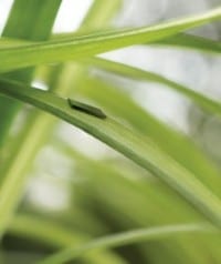 MCU is ‘Thin as a Blade of Grass’ - New Products